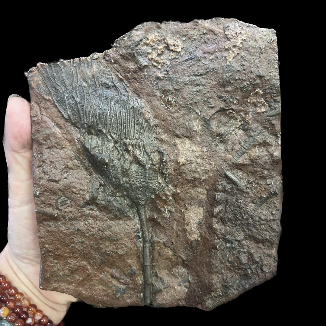 Massive Crinoid Specimen – The Brewers Alley